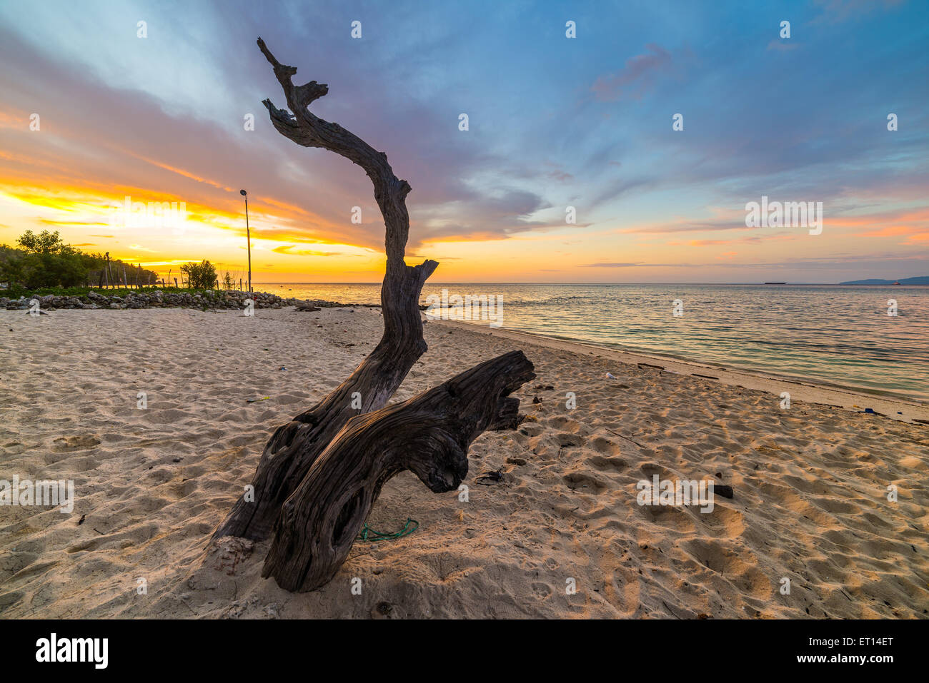 Braided trunk hi-res stock photography and images - Alamy