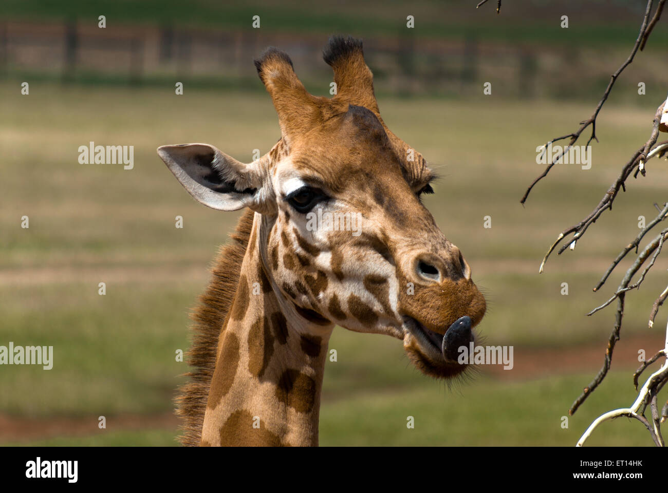 African giraffe in Monarto Zoo, Adelaide, SA, Australia Stock Photo - Alamy