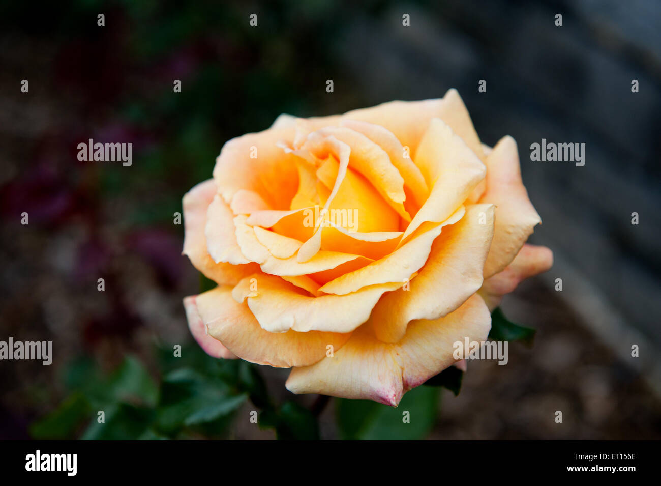 Beautiful yellow roses in the garden on a sunny day Stock Photo - Alamy