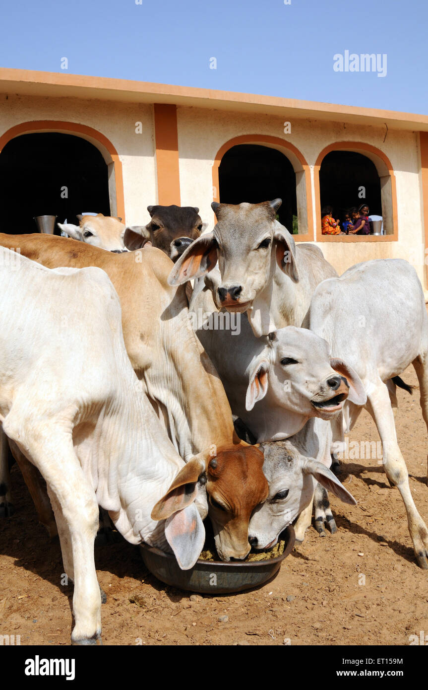 Cow eating india High Resolution Stock Photography and Images - Alamy