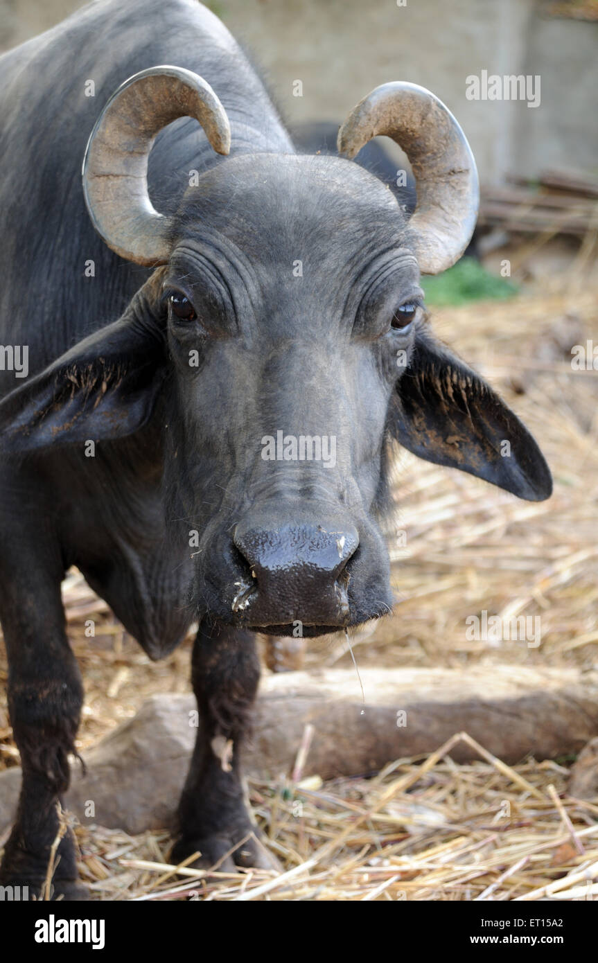 buffalo, cows in cow shelter, Bhuj, Kutch, Gujarat, India Stock Photo ...