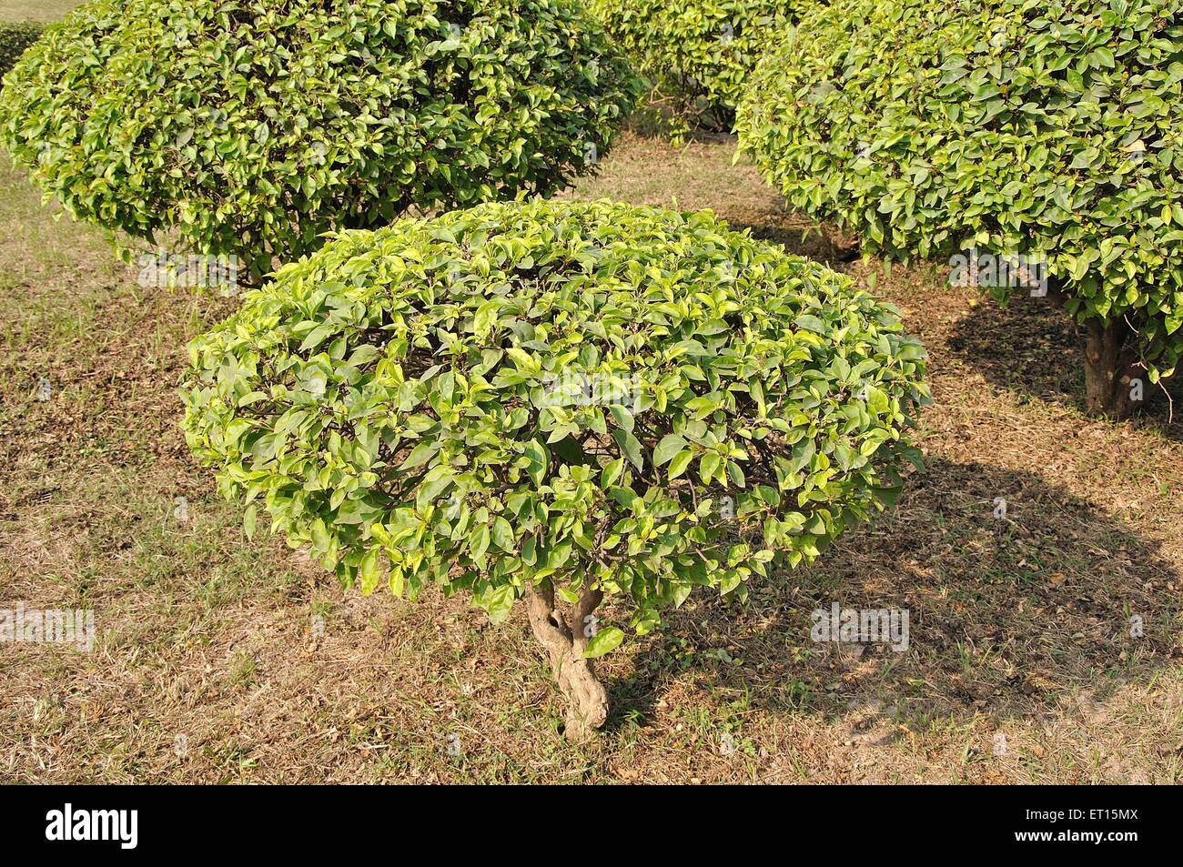 Tea trees ; West Bengal ; India Stock Photo - Alamy