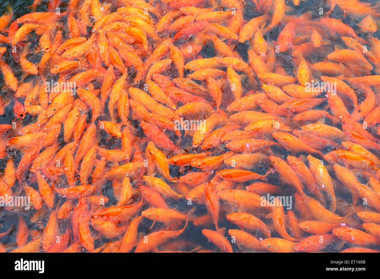 Goldfish Pond China High Resolution Stock Photography and Images - Alamy