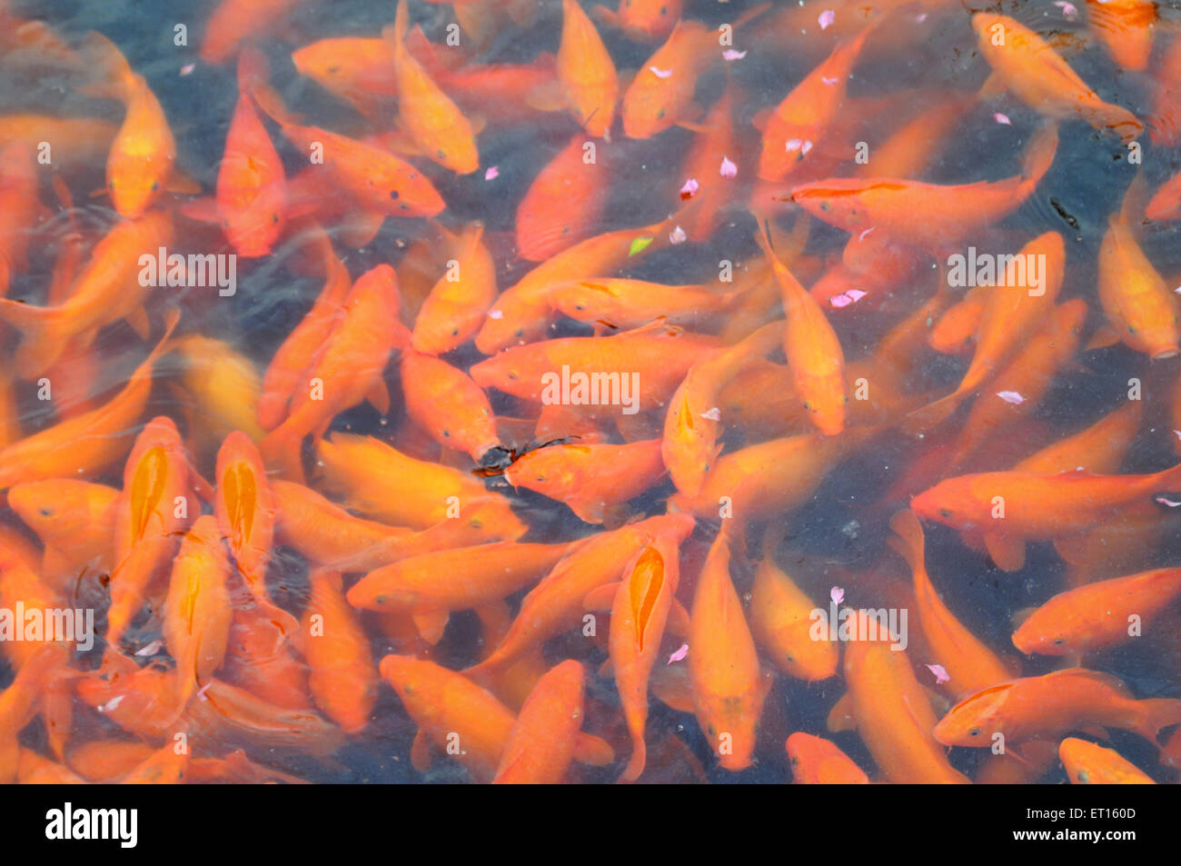 Goldfish Pond China High Resolution Stock Photography and Images - Alamy