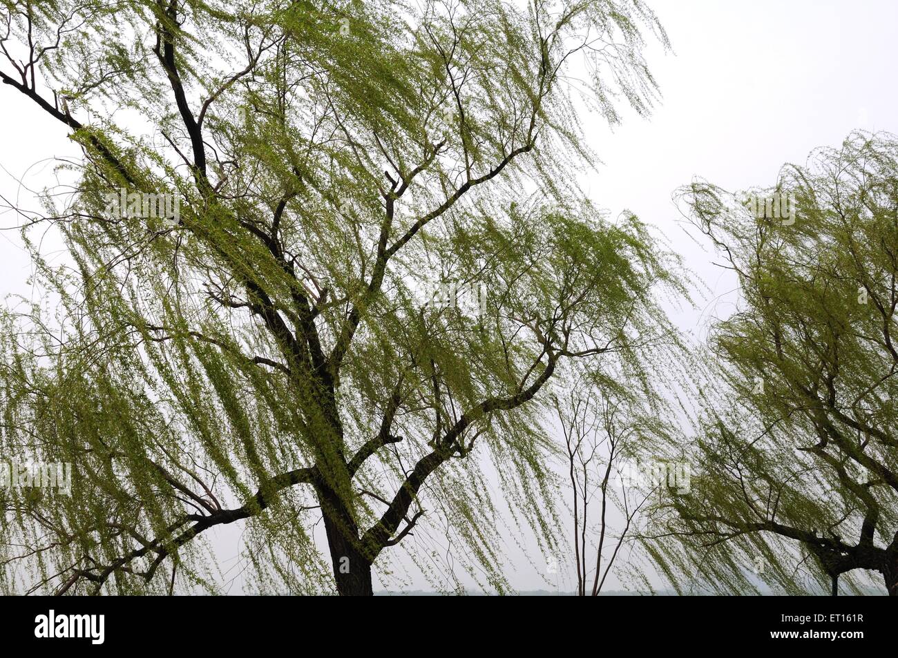 Weeping willow, Salix babylonica, Babylon willow, plant, tree, Summer ...
