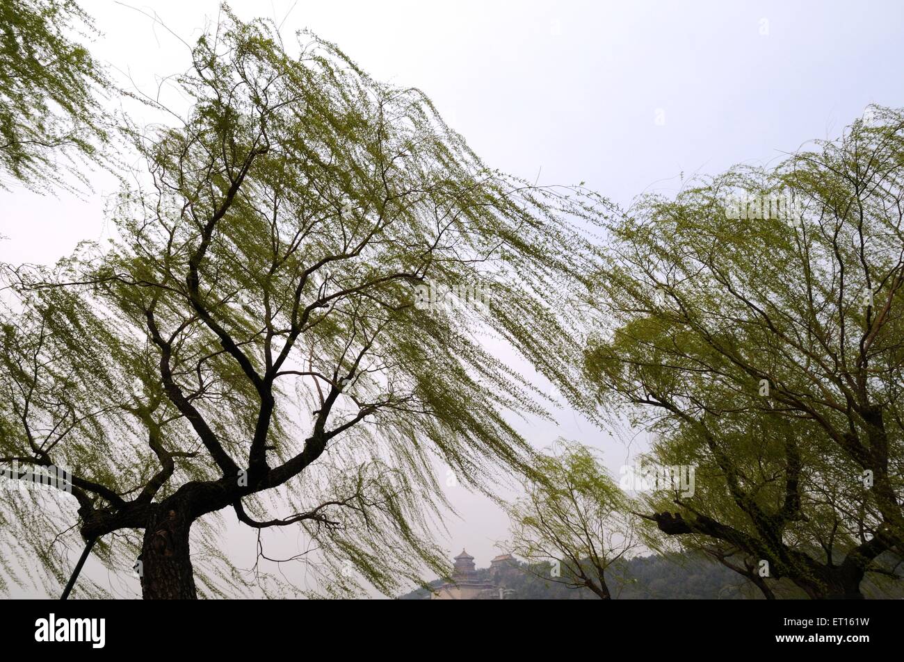 Weeping willow, Salix babylonica, Babylon willow, plant, tree, Summer ...