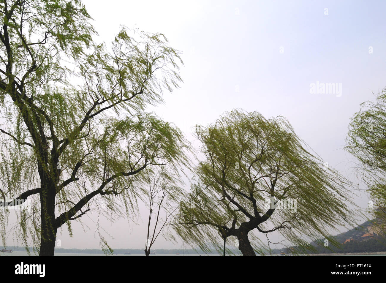 Weeping willow, Salix babylonica, Babylon willow, plant, tree, Summer ...