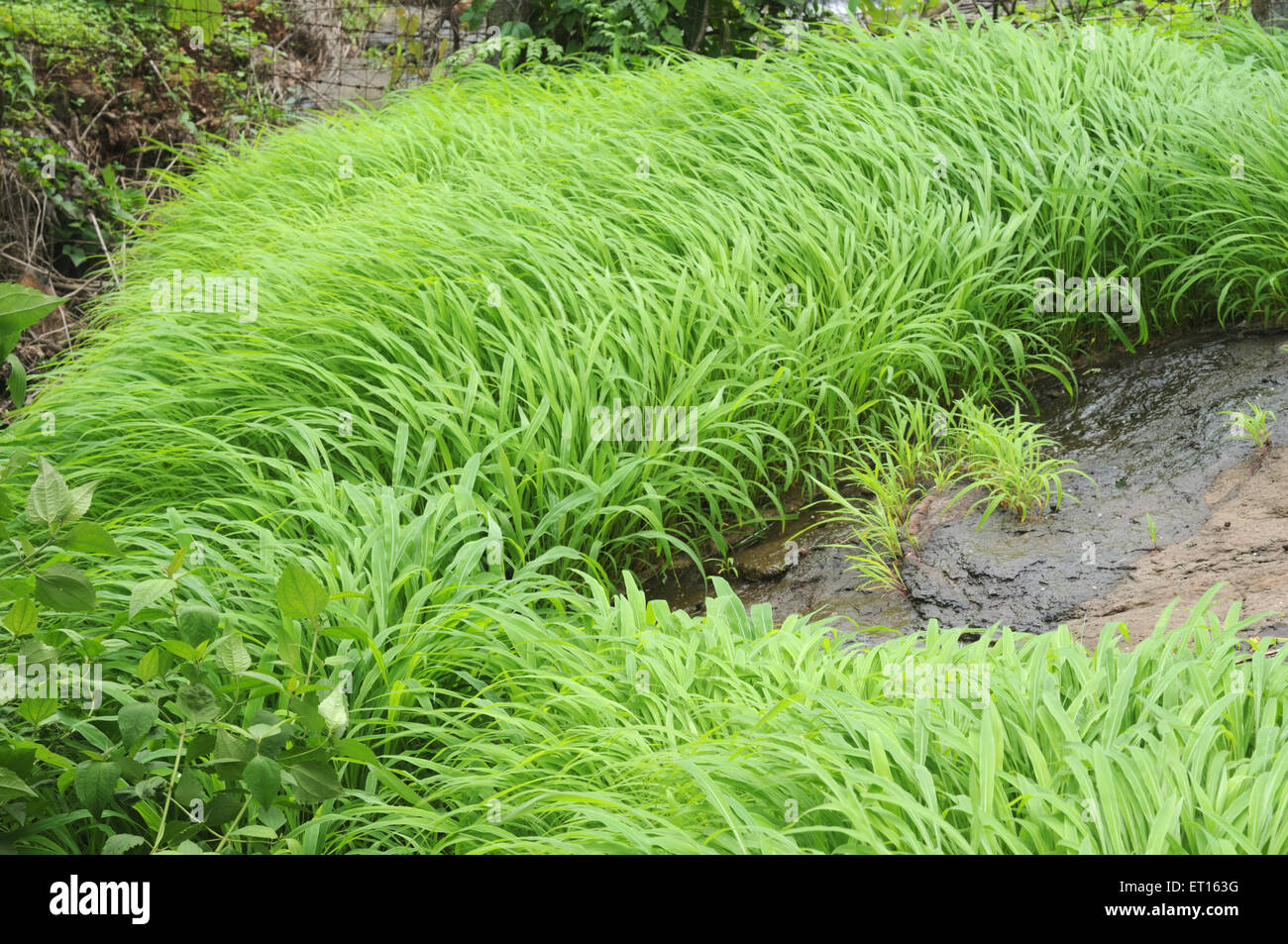 green grass swaying in the wind Stock Photo - Alamy