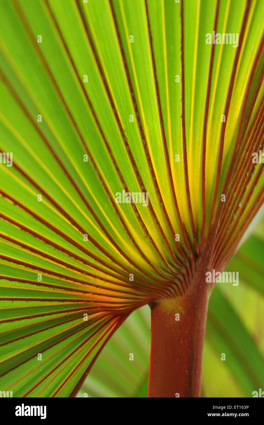 Cocktail palm tree green leaf Stock Photo - Alamy