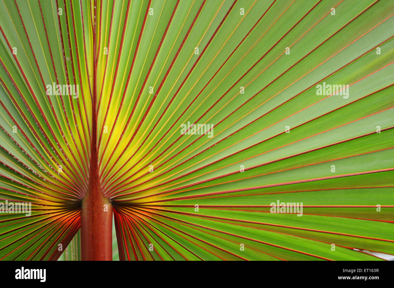 Cocktail palm tree green leaf Stock Photo - Alamy