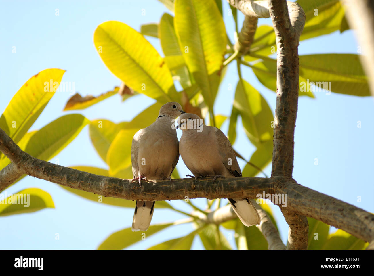 Ring dove pair sitting on tree branch Stock Photo - Alamy