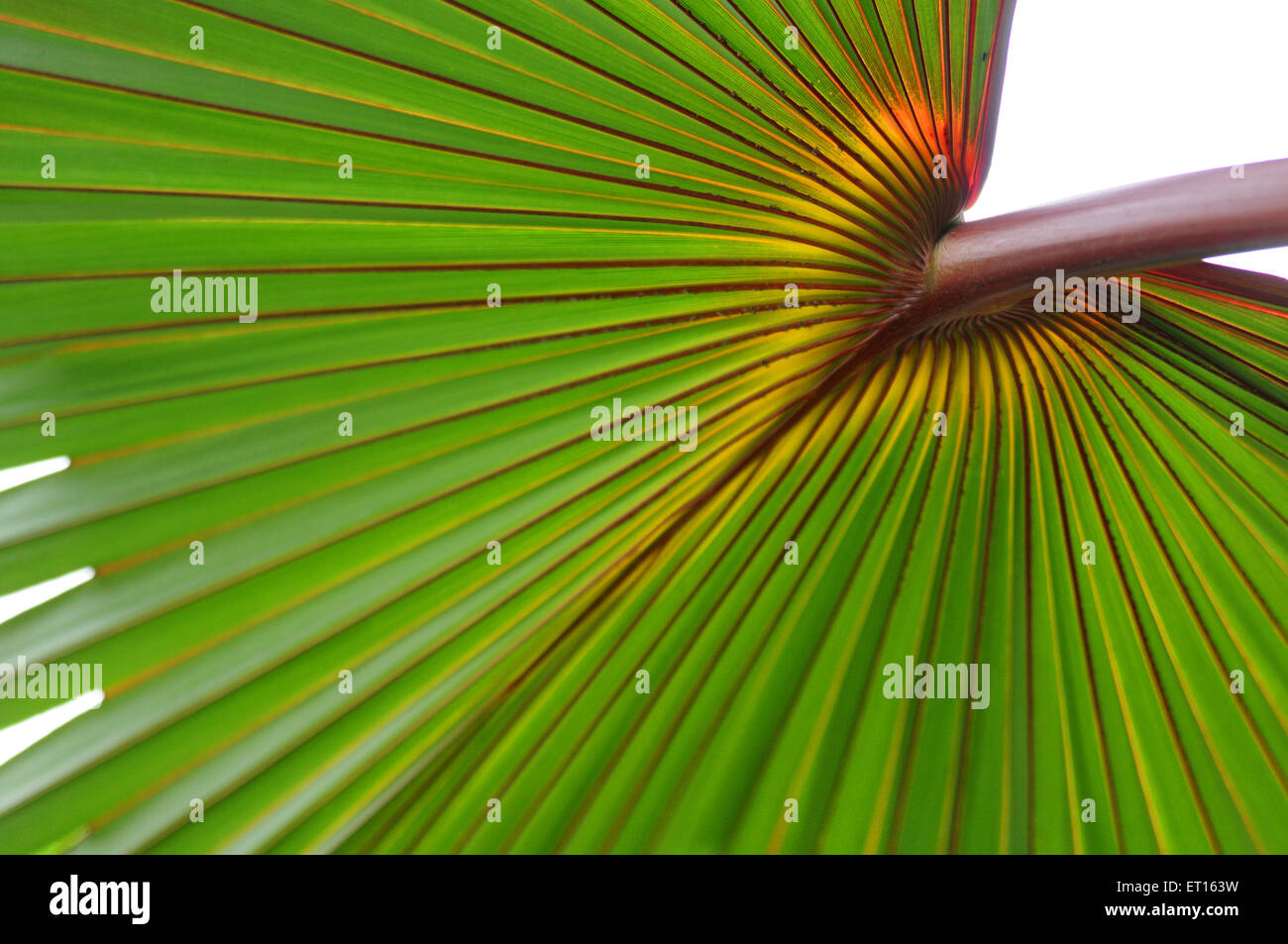 Cocktail palm tree green leaf Stock Photo - Alamy