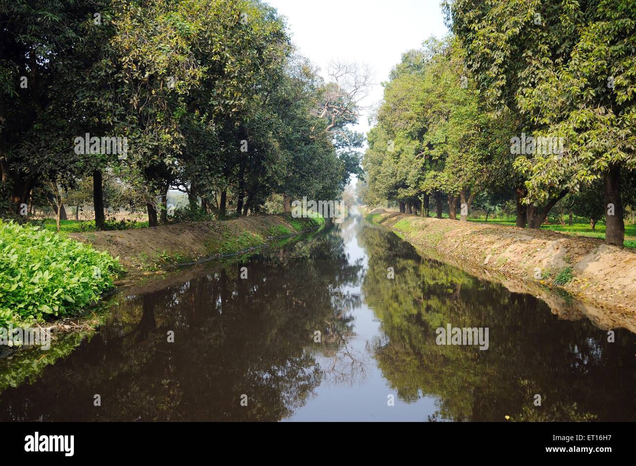 A countryside canal ; India Stock Photo - Alamy