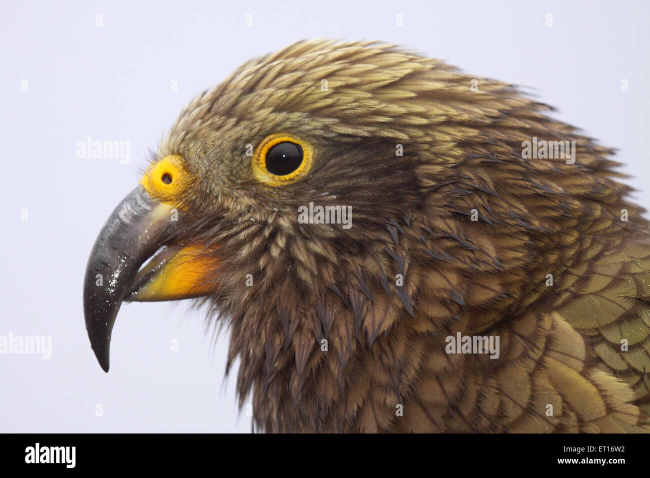 A keen portrait of a Kea Stock Photo - Alamy