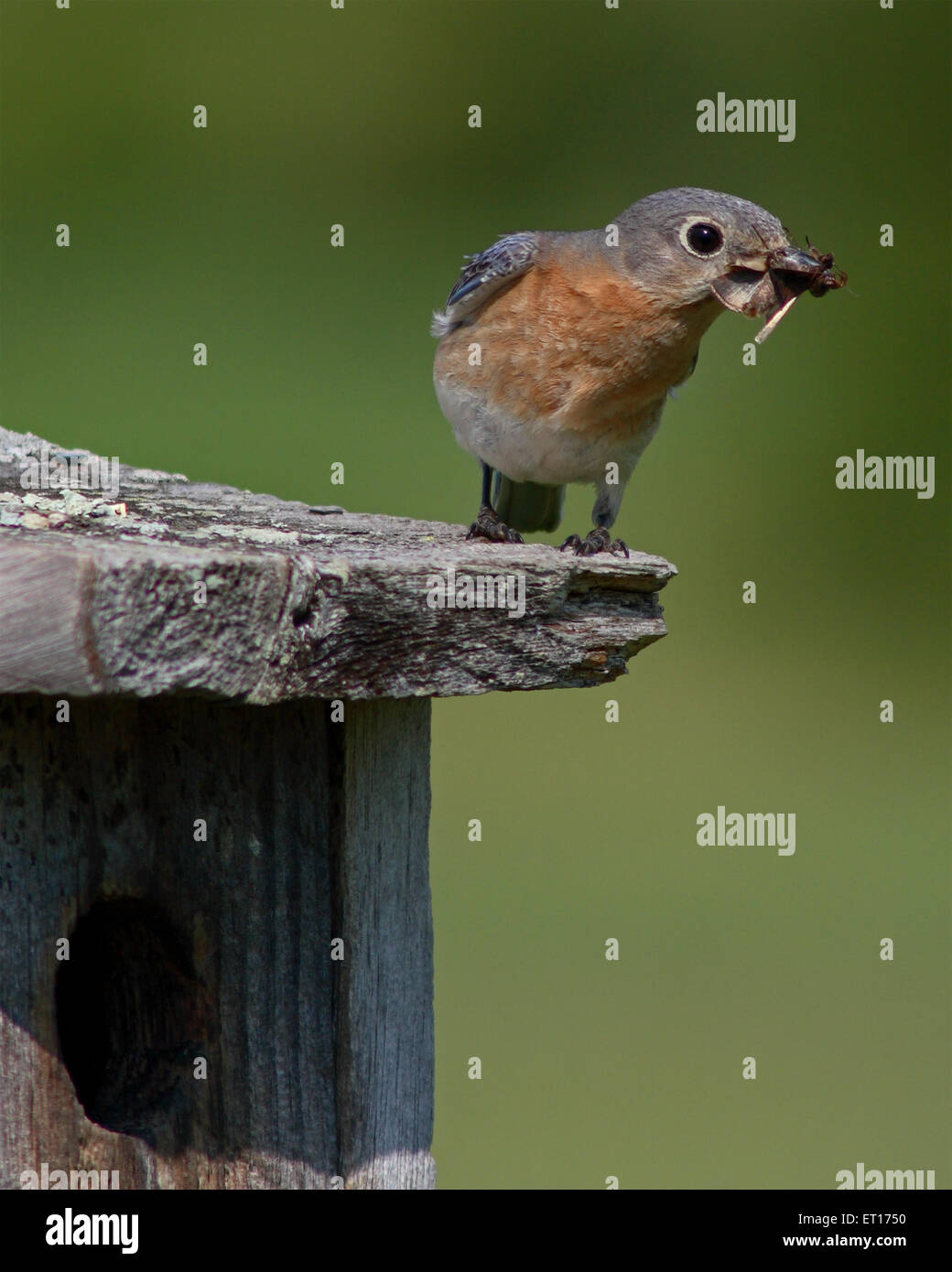 An Eastern Bluebird with food for its nestlings Stock Photo - Alamy