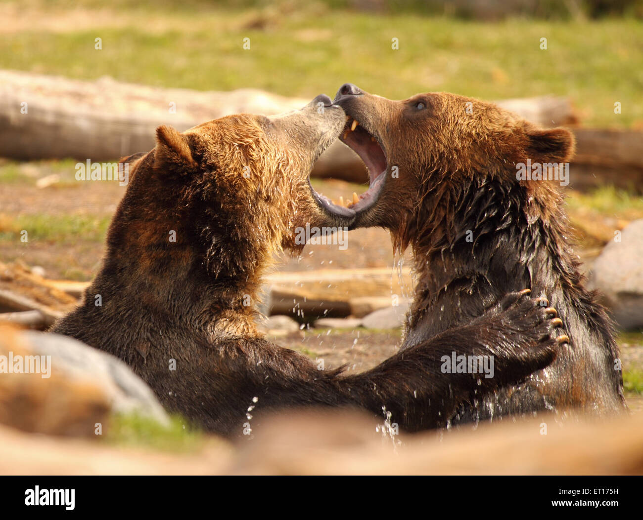 Grizzly Bears in a biting fight Stock Photo - Alamy