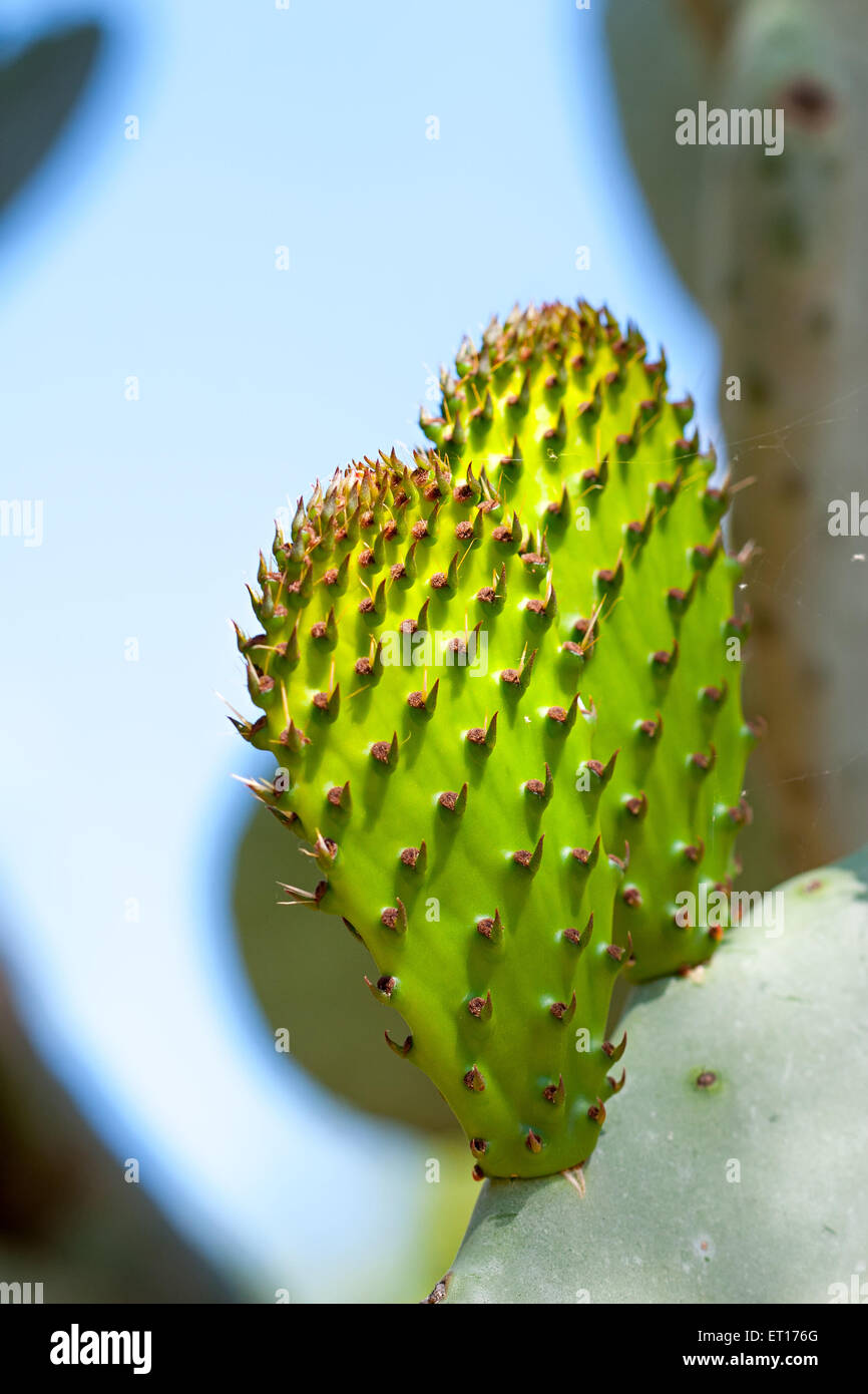Colorful pair of prickly pears - Seville Stock Photo - Alamy
