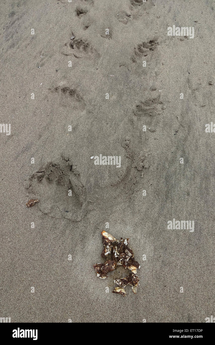 Wild animal scat hi-res stock photography and images - Alamy