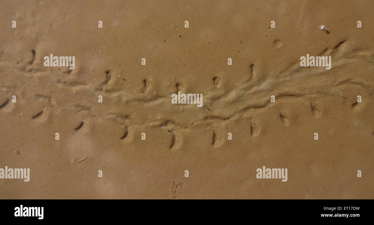 A series of insect tracks in fine mud Stock Photo - Alamy