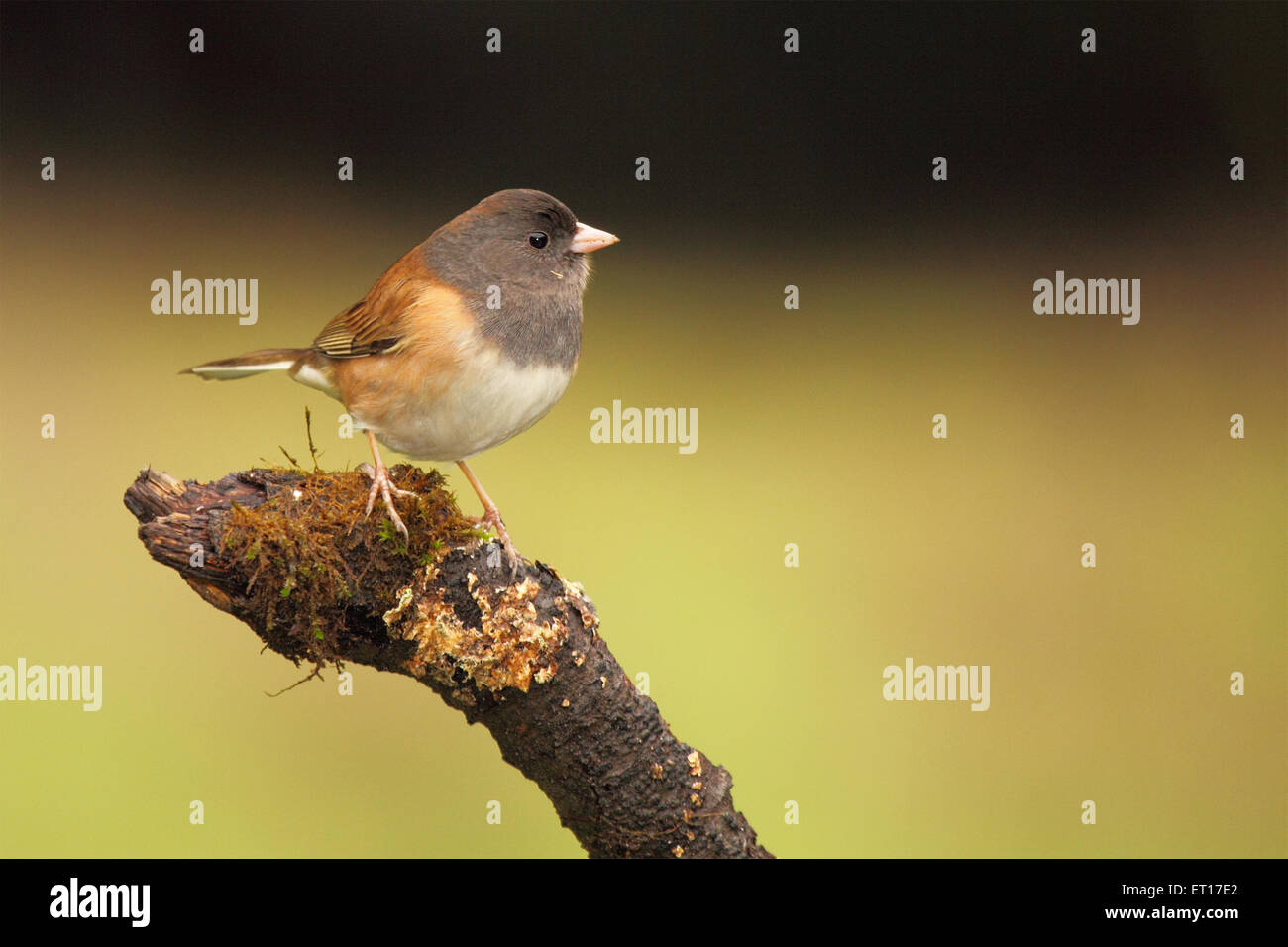 A Junco balancing light and dark Stock Photo - Alamy