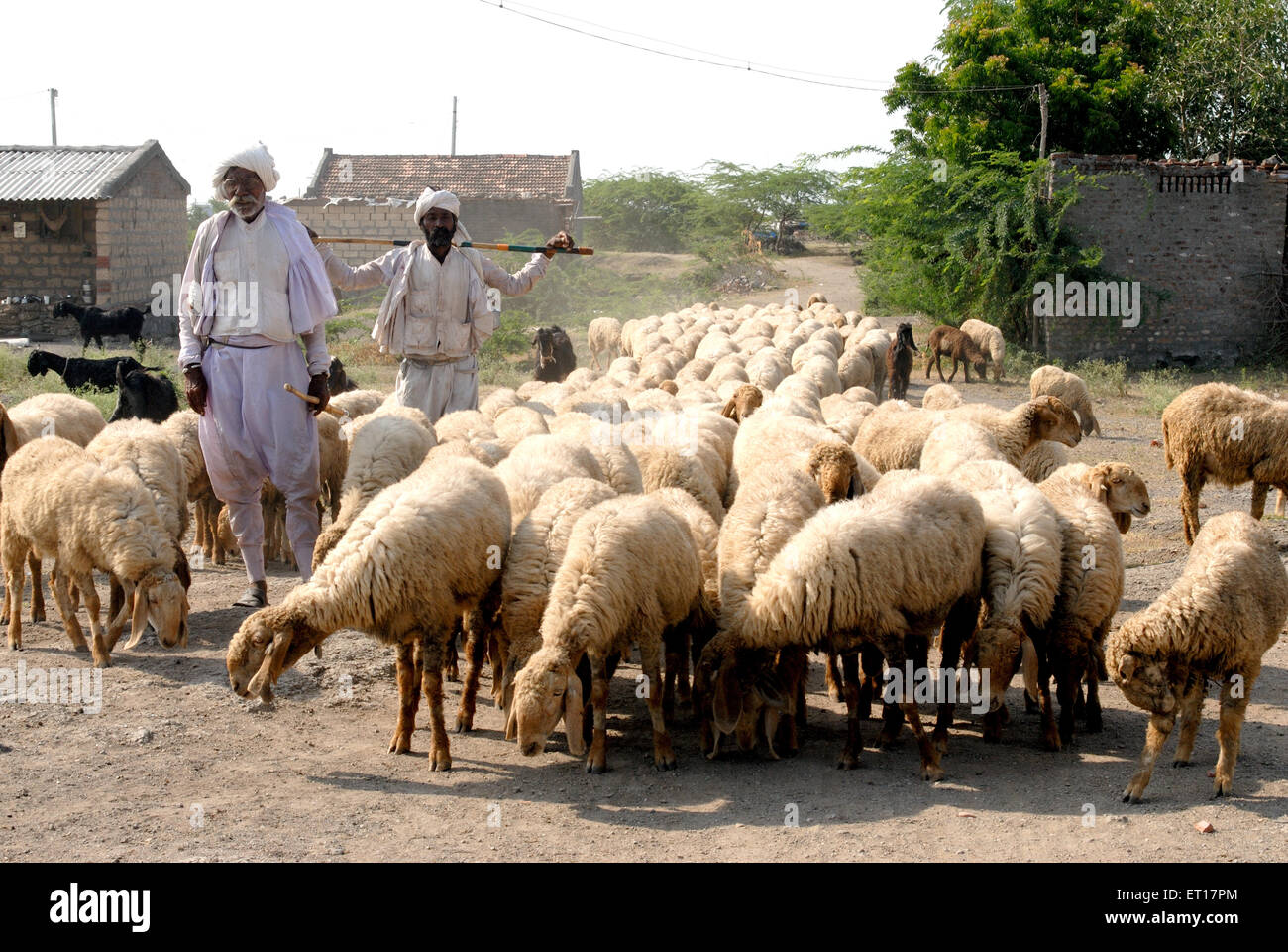 Sheeps india hi-res stock photography and images - Alamy