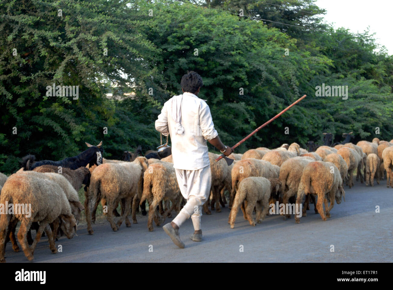 Sheeps india hi-res stock photography and images - Alamy