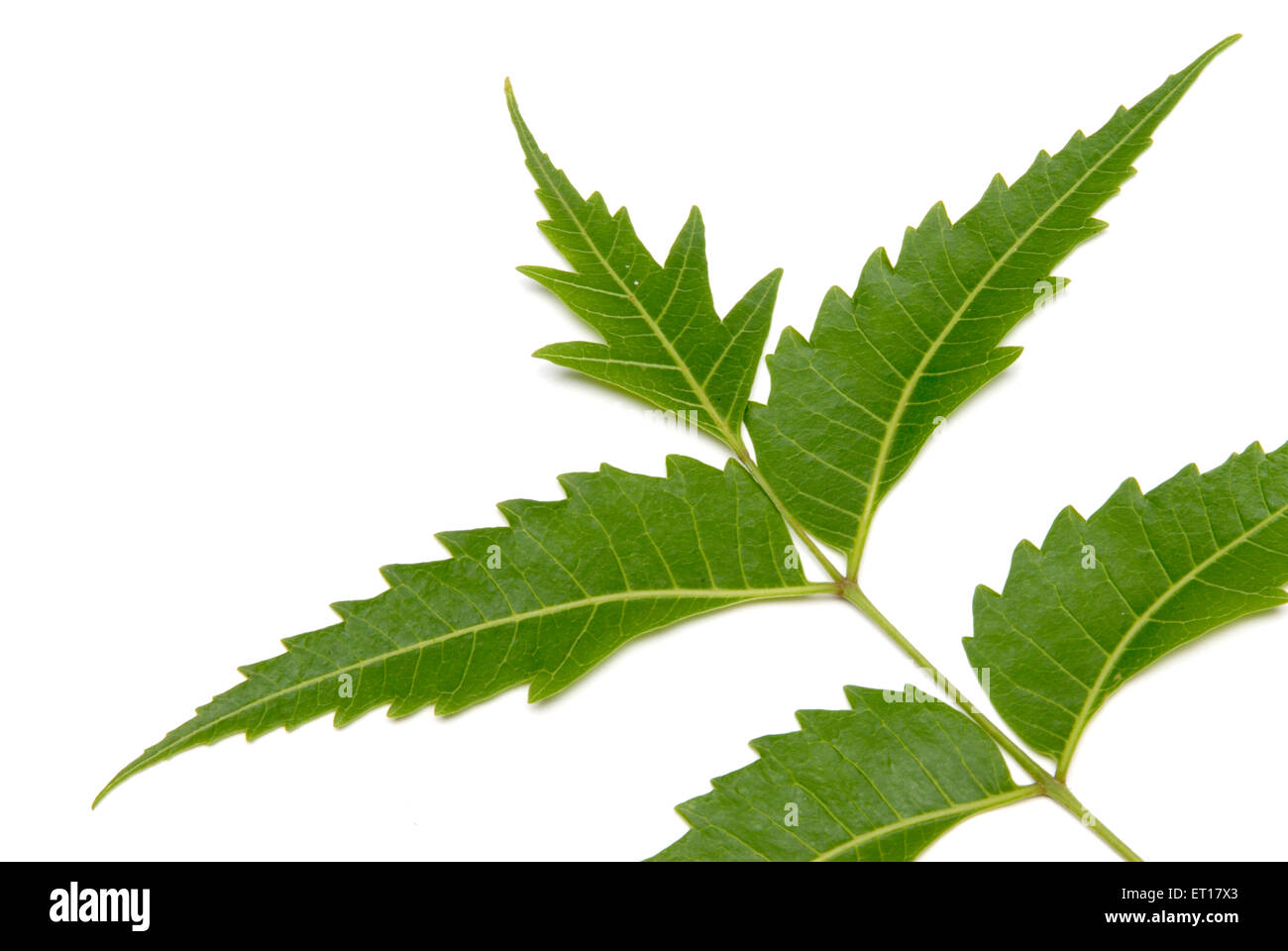 Azadirachta indica, neem, nimtree, Indian lilac, margosa, nim, green ...