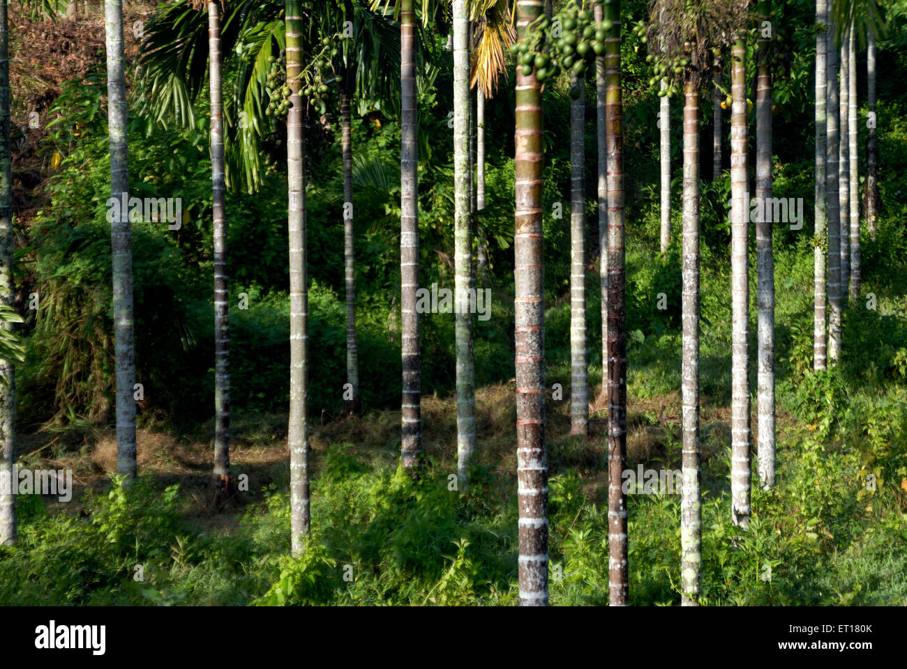Areca catechu, betel tree, betel nut tree, areca nut tree, Port Blair ...