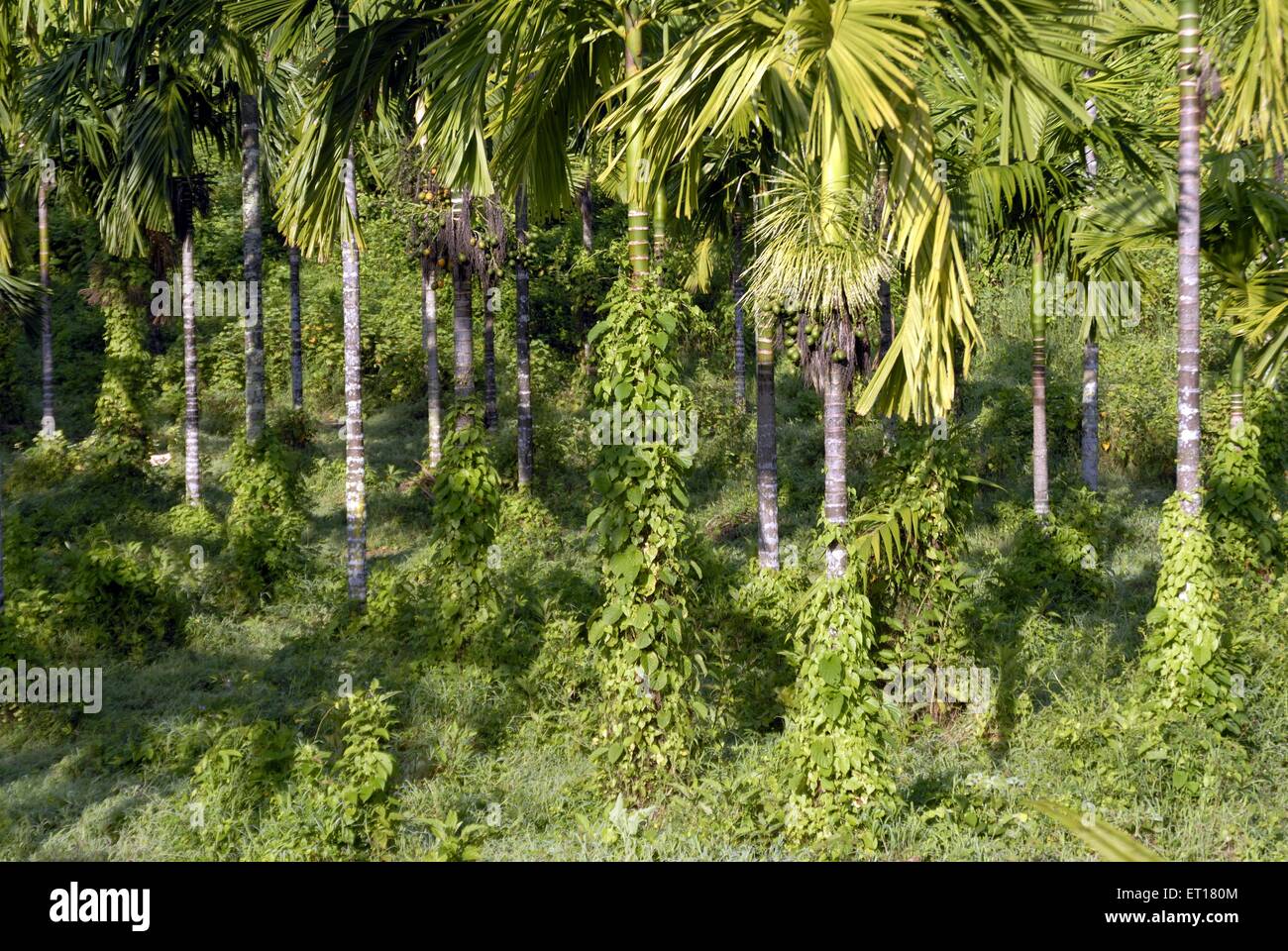 Betel nut tree hi-res stock photography and images - Alamy