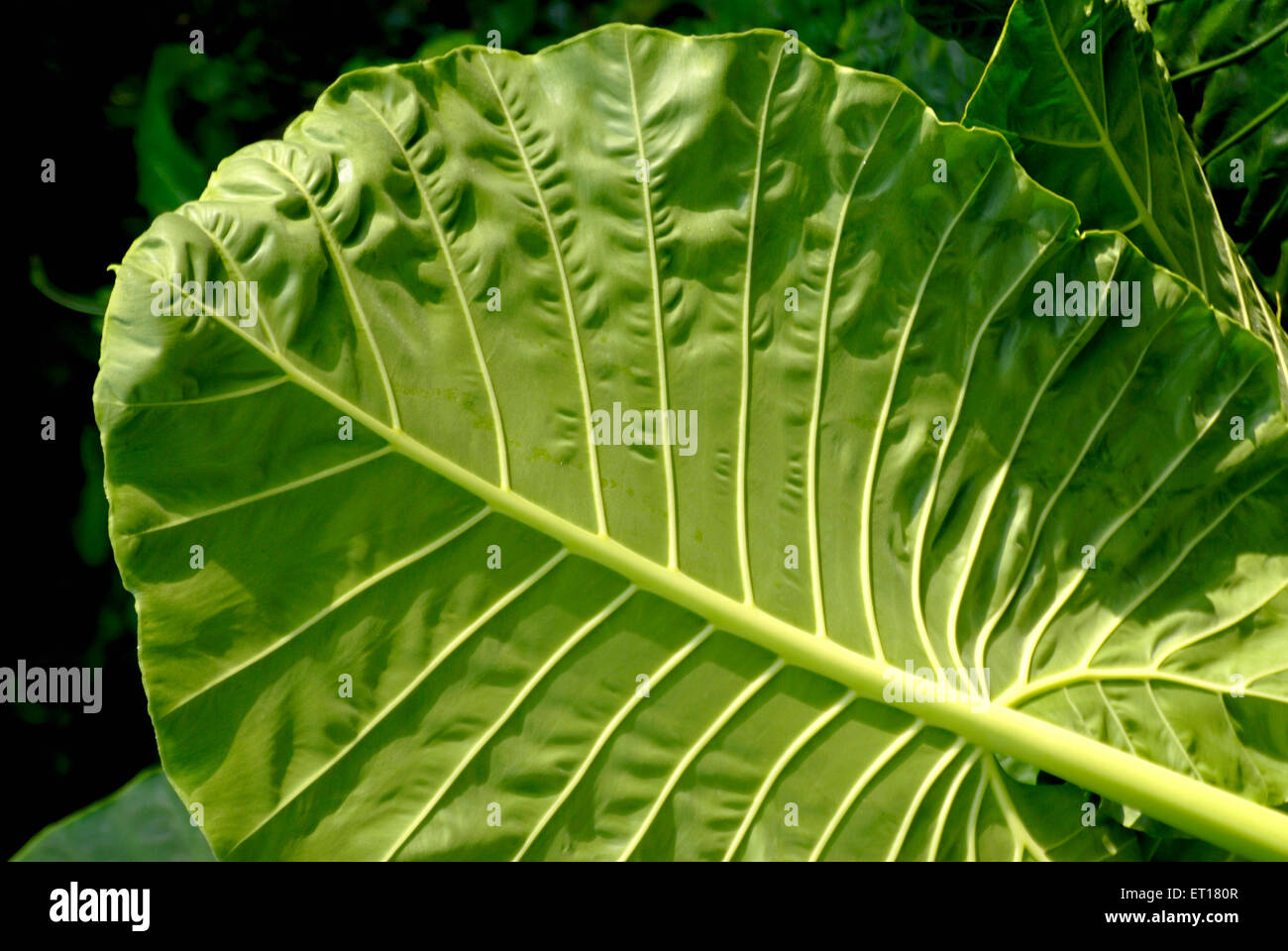 Green leaf, Port Blair, Andaman and Nicobar Islands, Union territory of ...