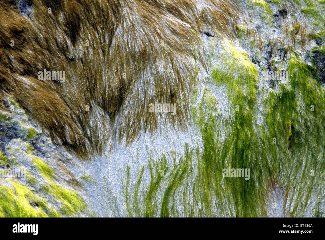 Green moss, Radhanagar beach, Port Blair, Andaman and Nicobar Islands ...