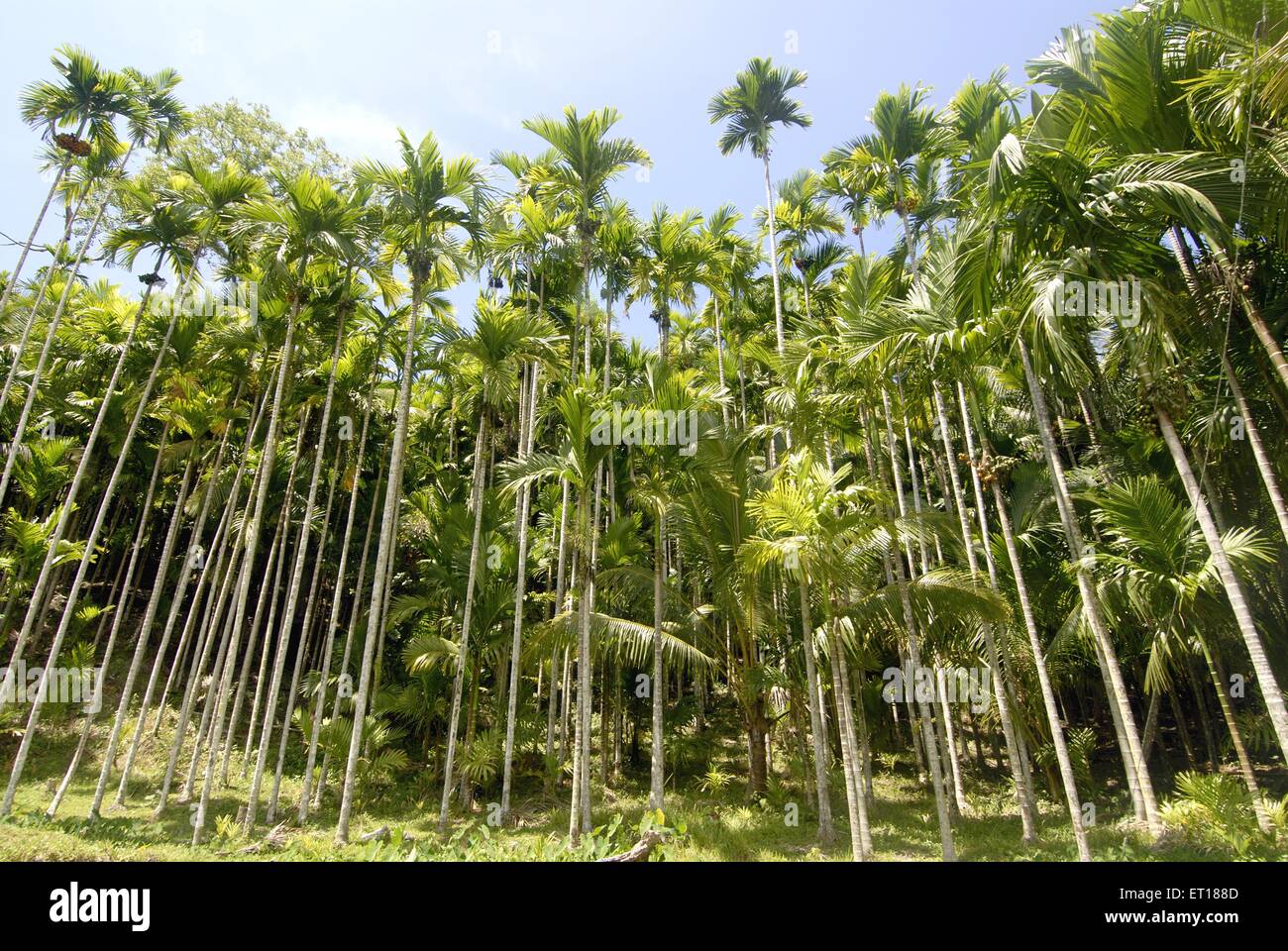 Areca nut trees, betel nut trees, areca palm, Port Blair, Andaman and ...