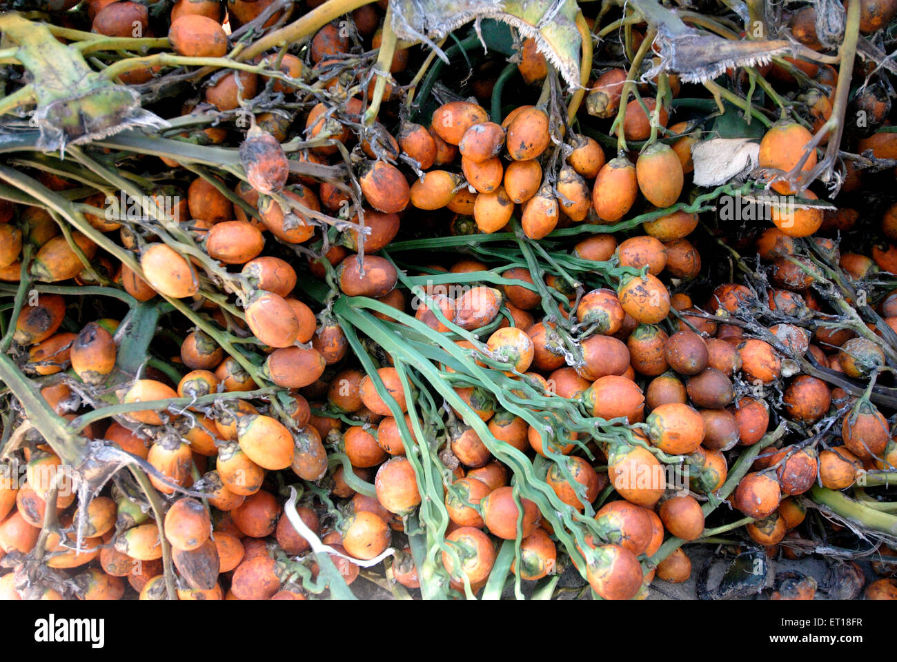 Betel nut drying hi-res stock photography and images - Alamy