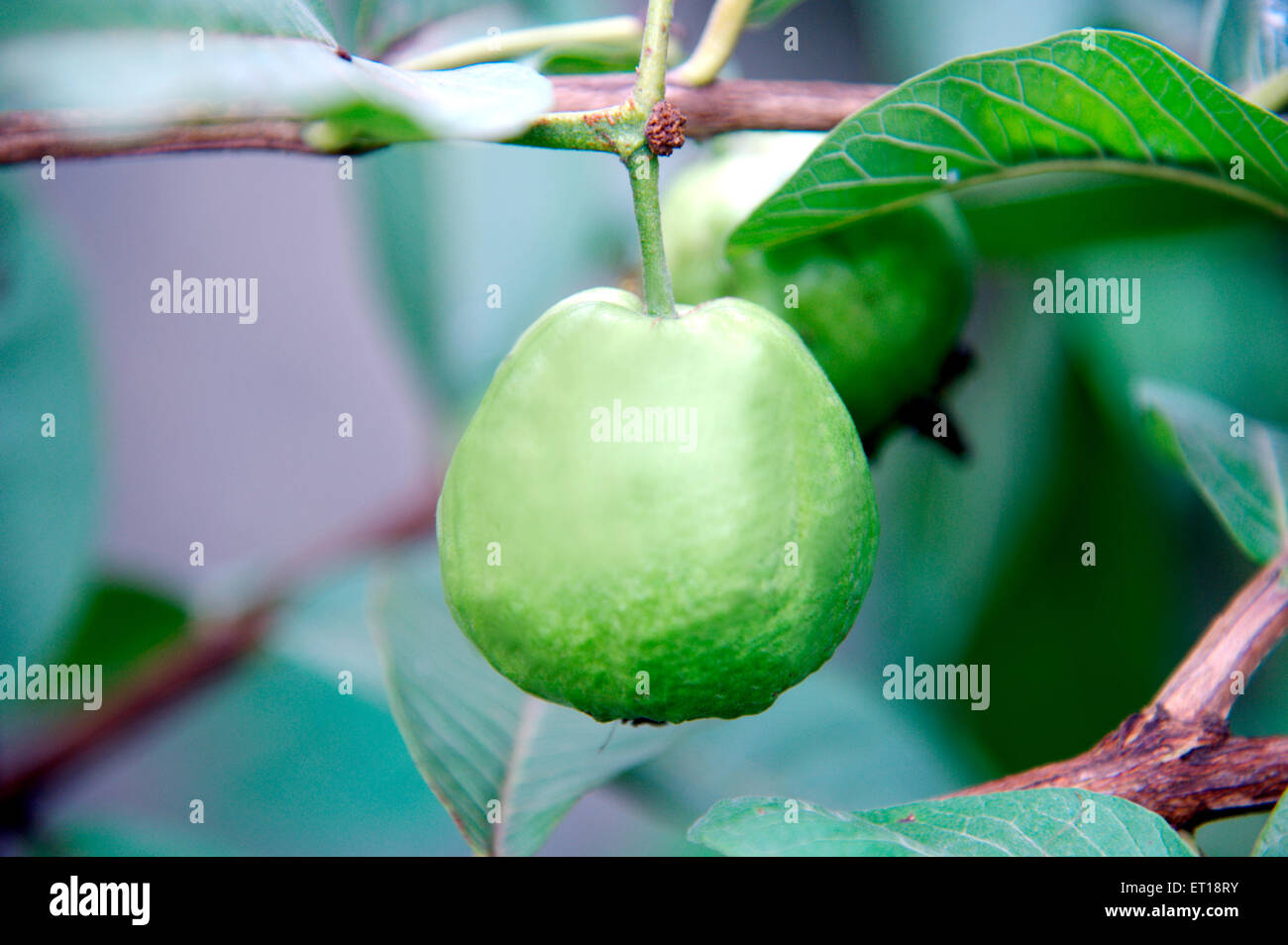 Guava plant, guava tree, guava fruit tree, guava fruit plant, Psidium ...