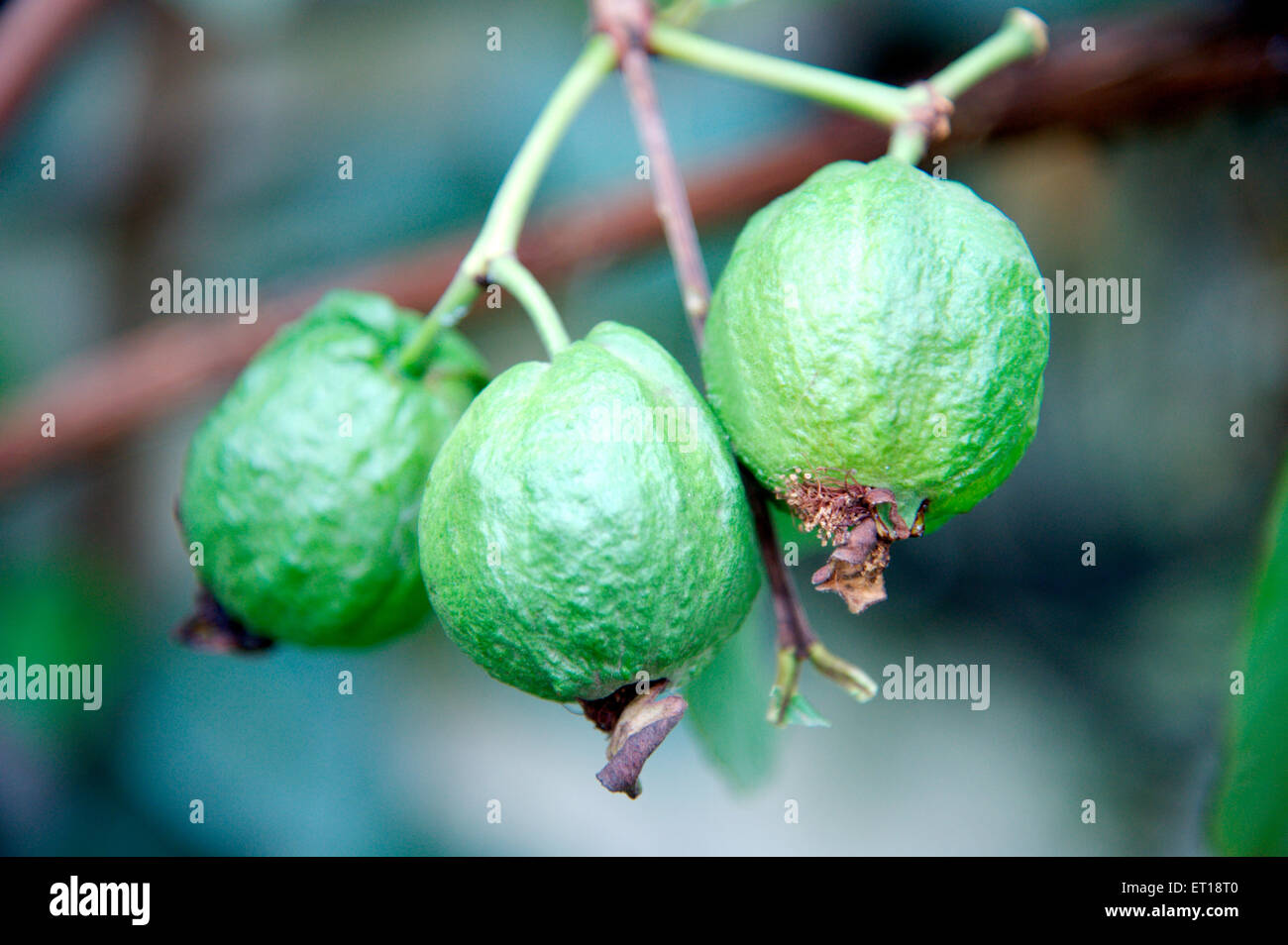 Guava Fruit on Plant Stock Photo - Alamy