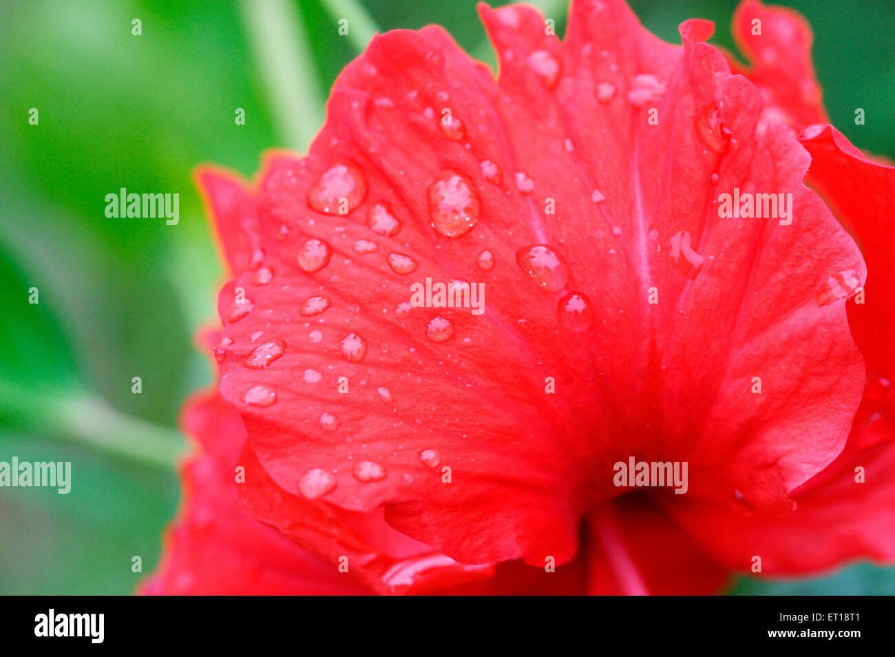 Indian hibiscus flowers hi-res stock photography and images - Alamy