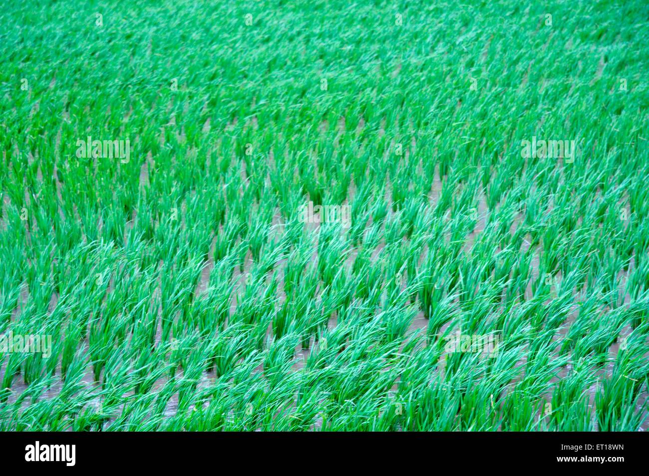 Indian rice field hi-res stock photography and images - Alamy