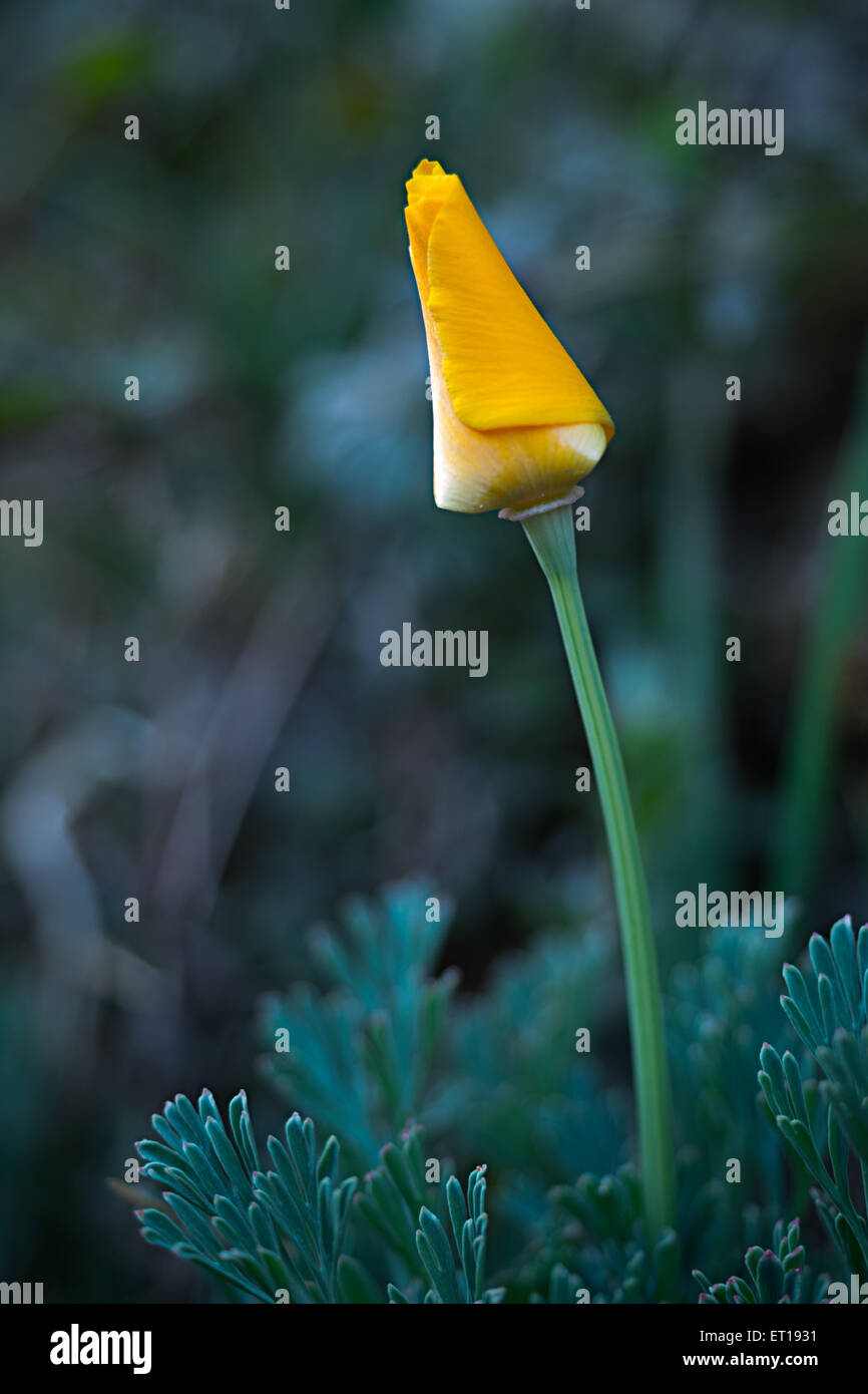 Closed flower hi-res stock photography and images - Alamy