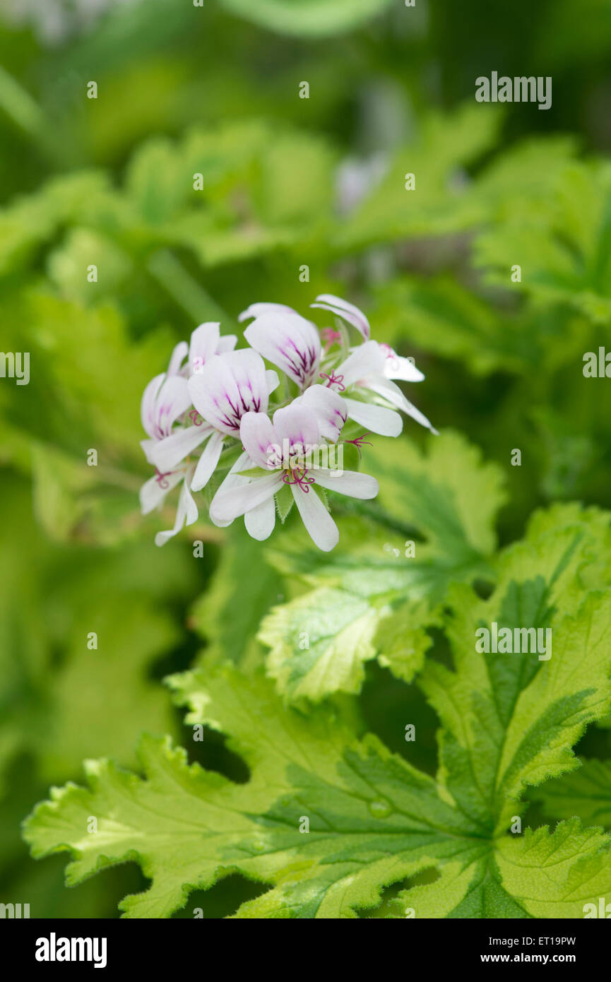 Pelargonium 'charity' flowers Stock Photo - Alamy