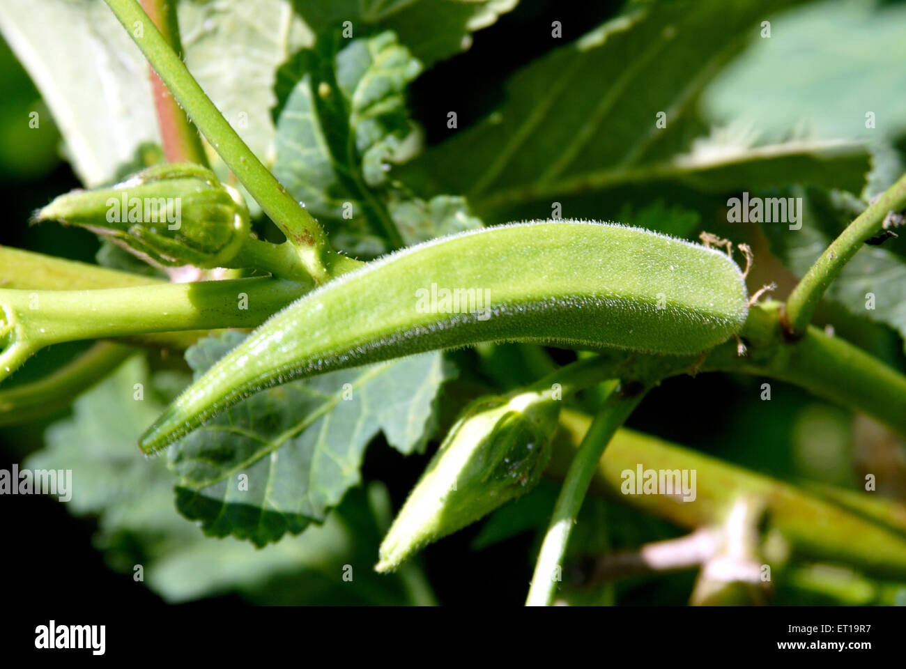 Lady Finger Plant High Resolution Stock Photography and Images - Alamy