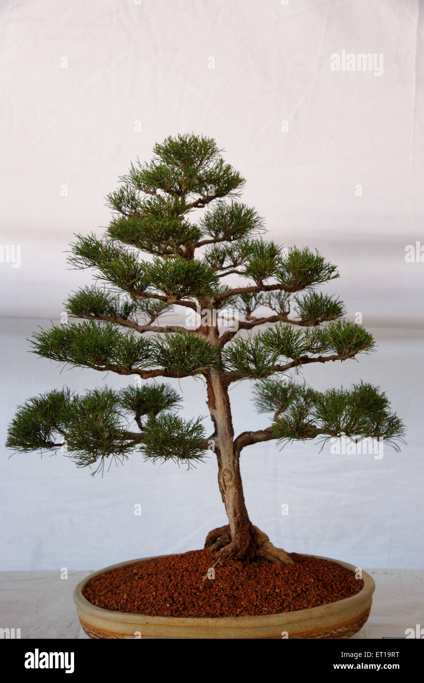 Casuarina Cunninghamiana Bonsai