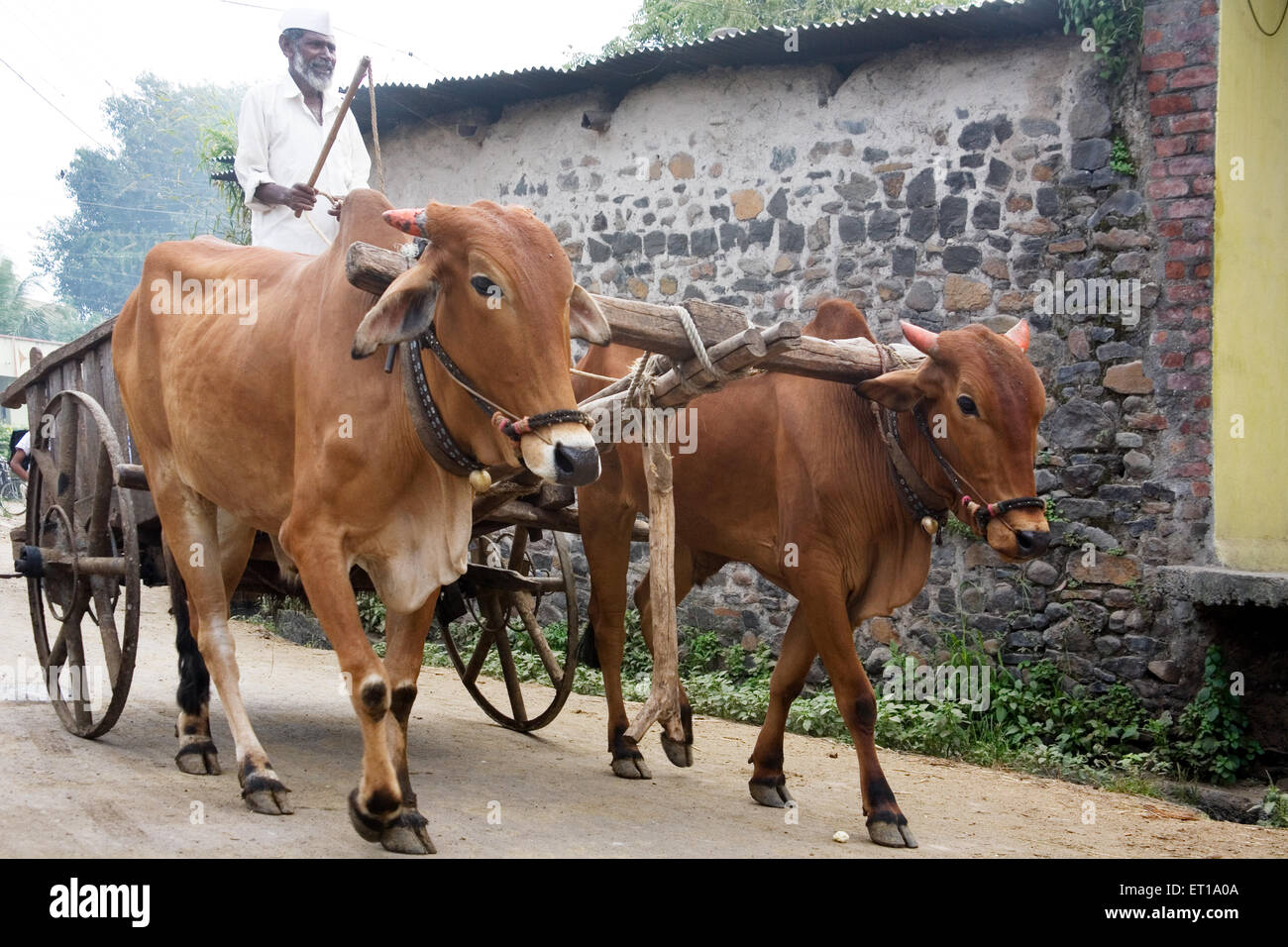 Man riding bullock cart ; Nandur ; Marathwada ; Maharashtra ; India ...