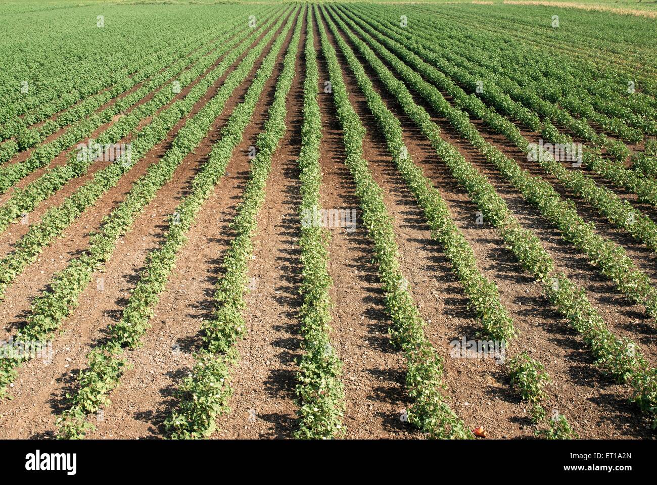 Cotton plantation hi-res stock photography and images - Alamy