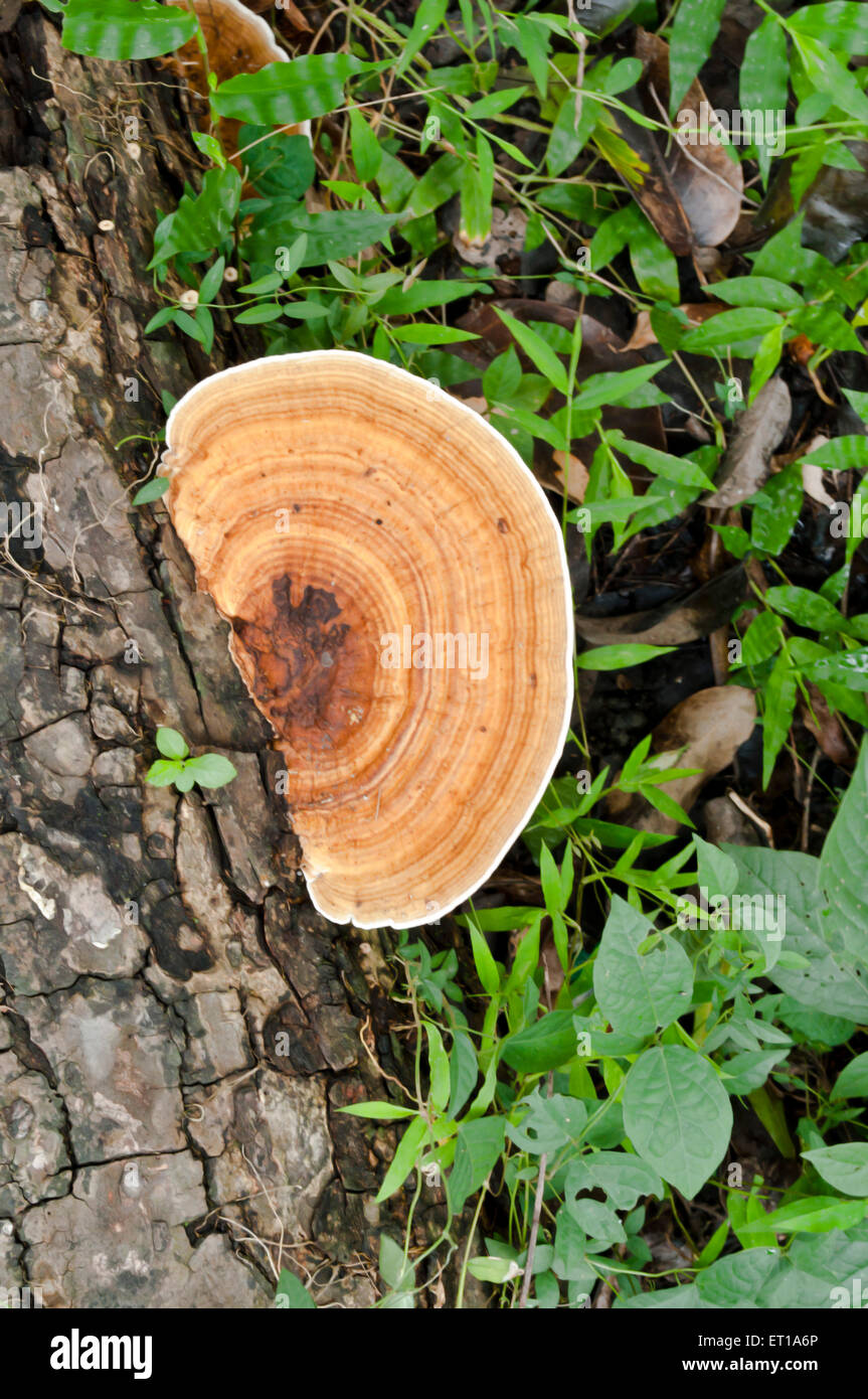 Garden fungus hi-res stock photography and images - Alamy