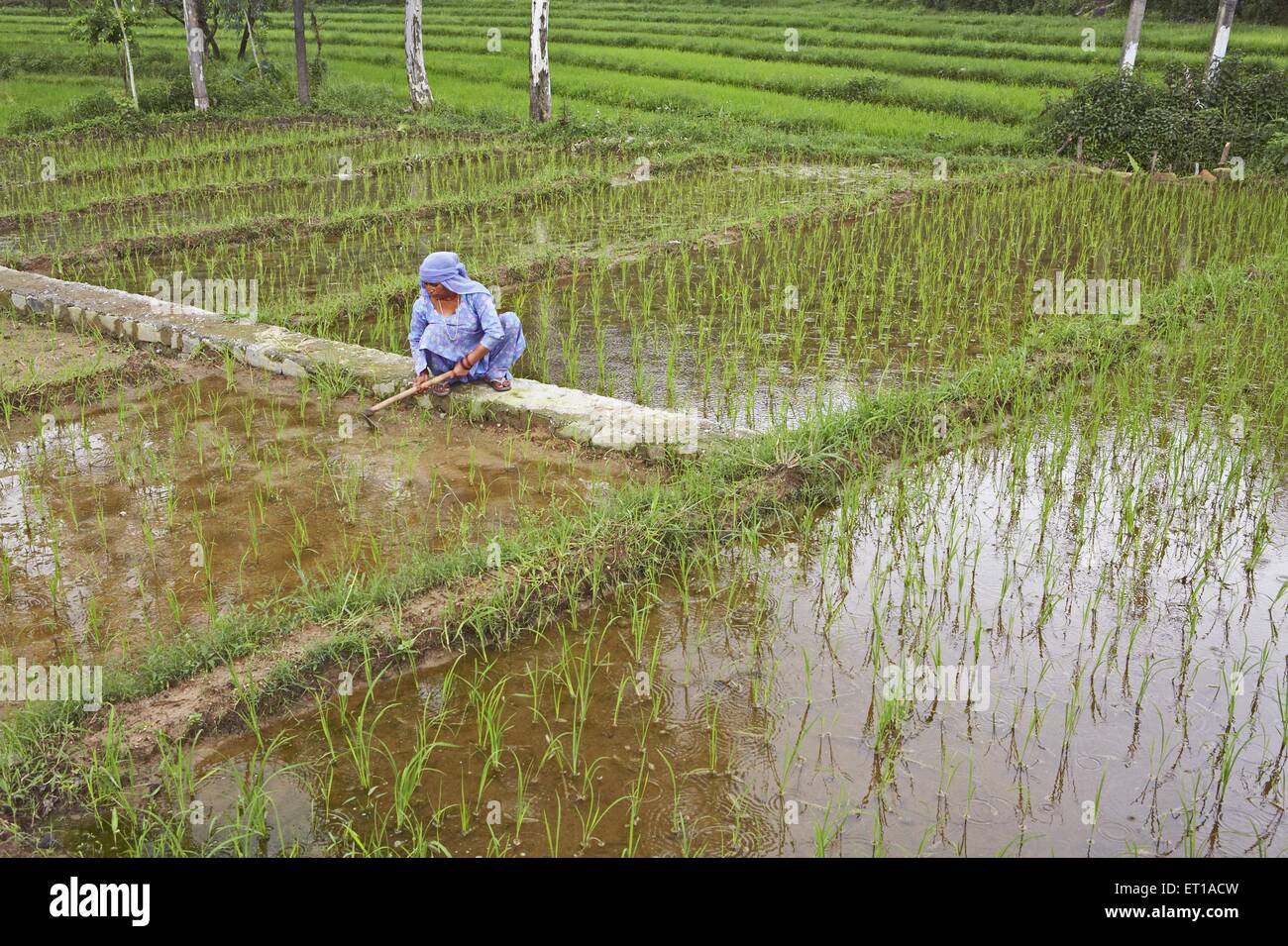 Lady in rice paddy fields hi-res stock photography and images - Alamy
