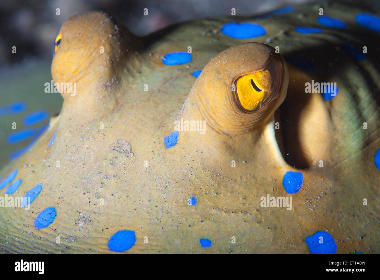 Spotted fish hi-res stock photography and images - Alamy