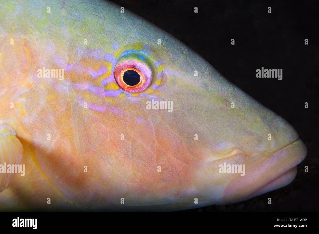 Close up of a goatfish head Stock Photo - Alamy