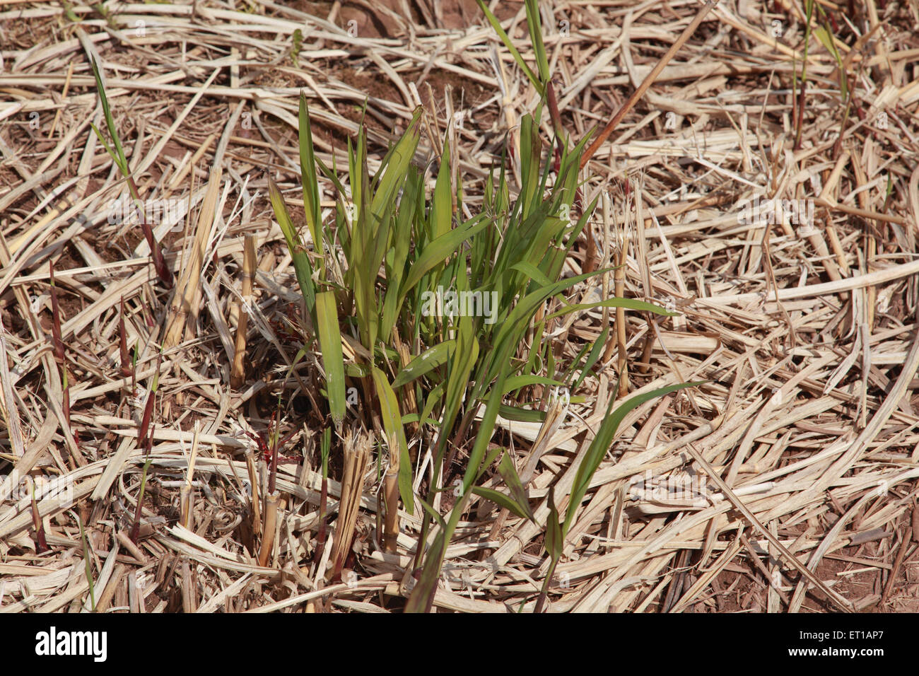 New crop yield hi-res stock photography and images - Alamy
