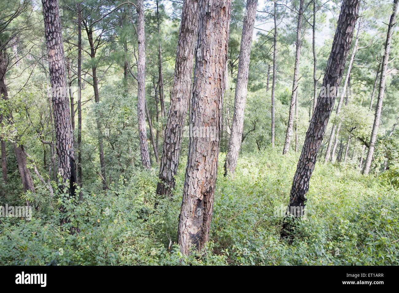 Pine tree forest hi-res stock photography and images - Alamy