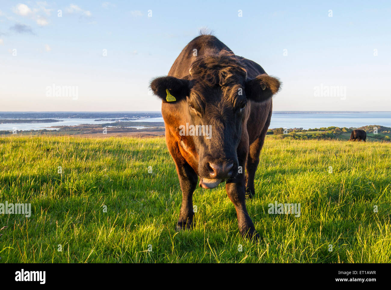 Bull grass hi-res stock photography and images - Alamy